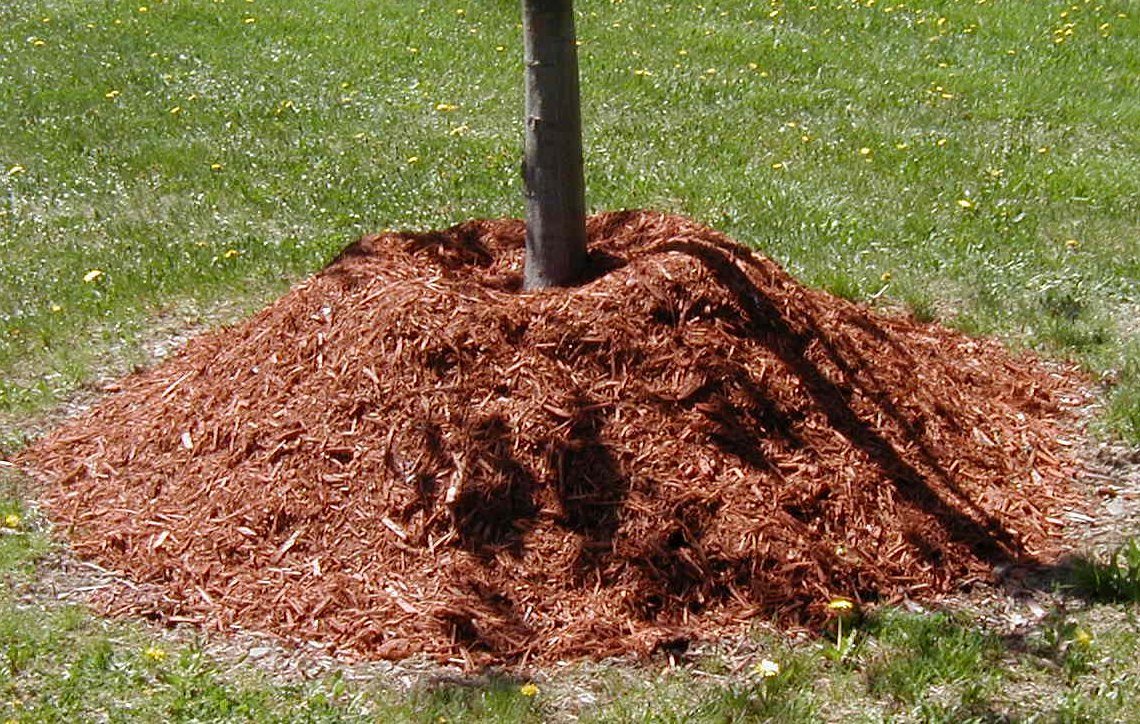 To Mulch or Not to Mulch: The Benefits of Proper Mulching - Iron Tree ...