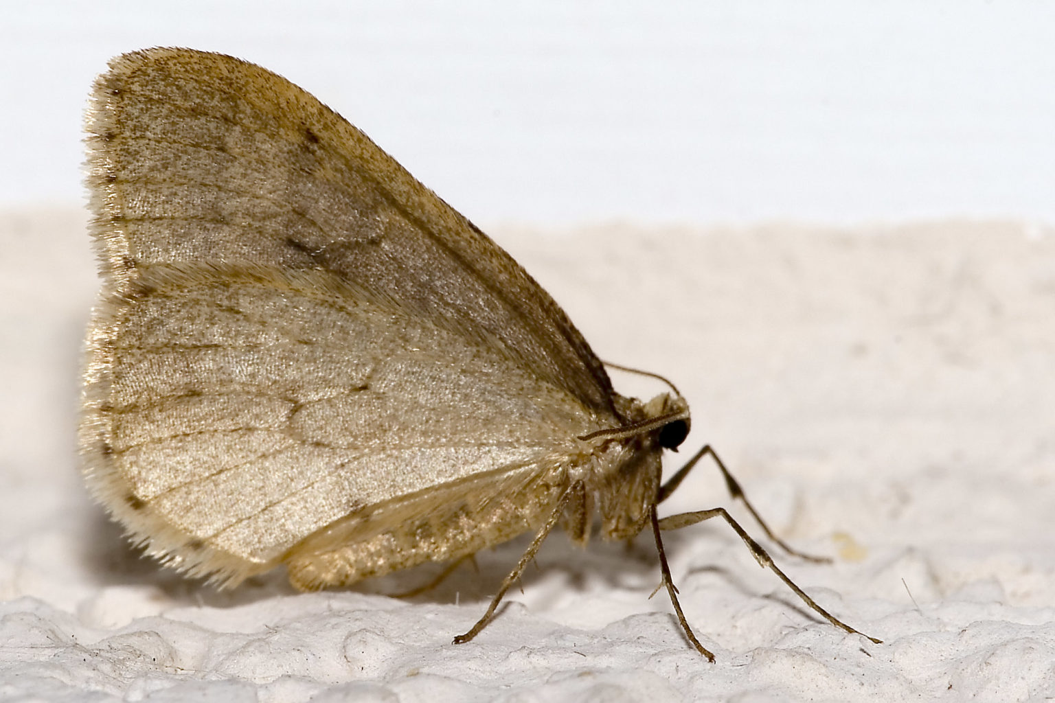 Invasive Insects of the Northeast: Winter Moth - Iron Tree - Tree ...