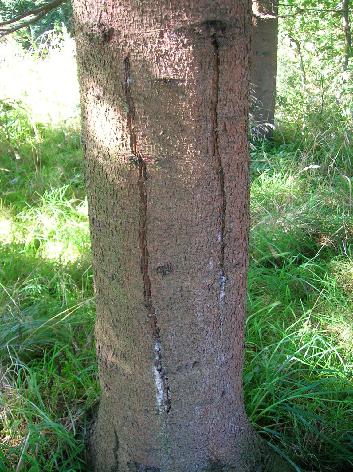 Winter Tree Injuries: Frost Cracking - Iron Tree - Tree Knowledge Base