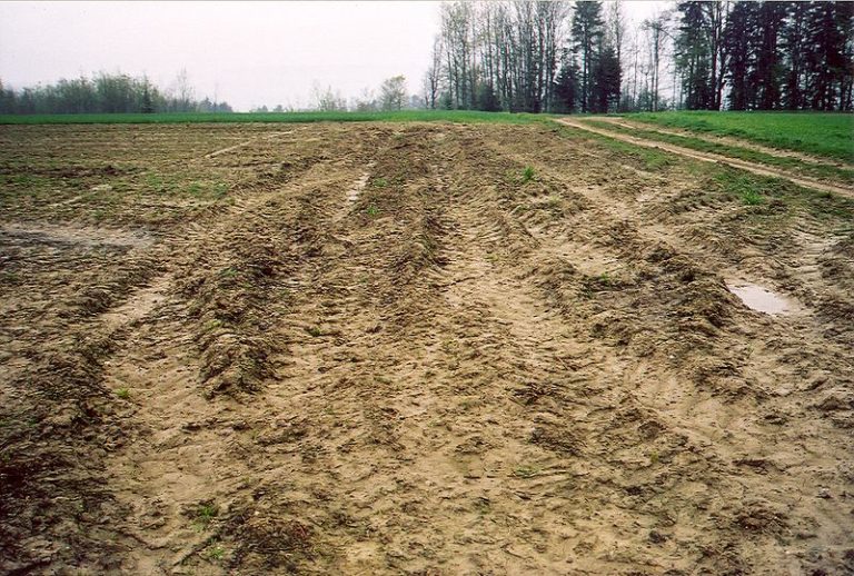 The Effects of Soil Compaction - Iron Tree - Tree Knowledge Base