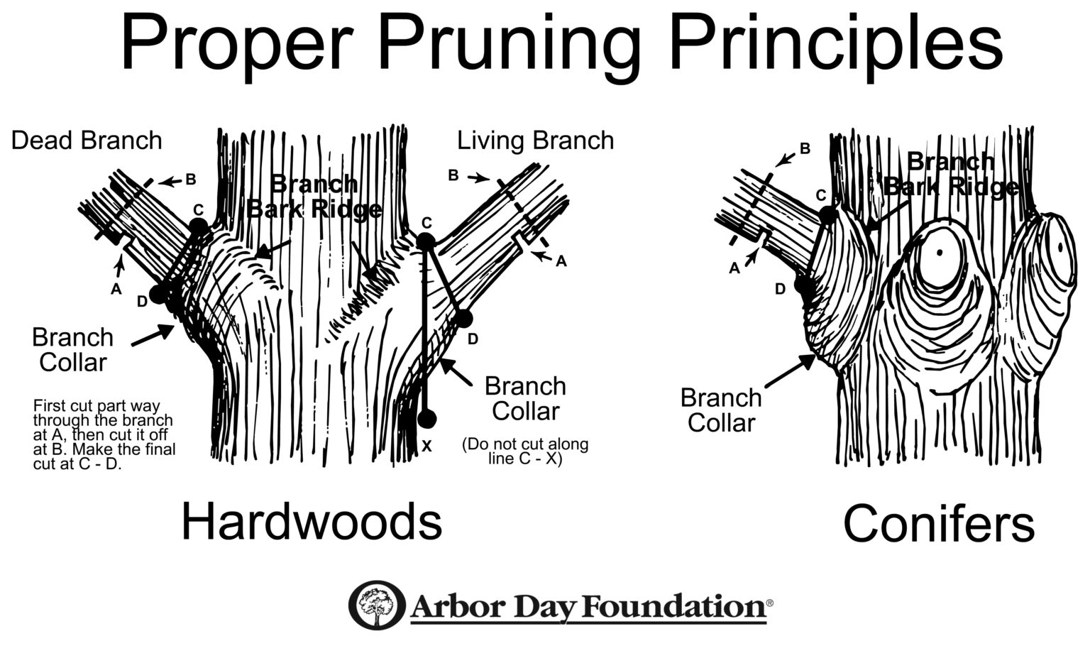 Pruning Trees: The Three Step Pruning Method - Iron Tree - Tree ... Pruning Trees: The Three Step Pruning Method - Iron Tree - Tree ...