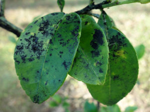 Tree Diseases: Sooty Mold - Iron Tree - Tree Knowledge Base