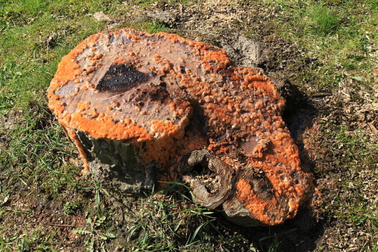 Tree Diseases: Bacterial Wetwood (Slime Flux) - Iron Tree - Tree ...