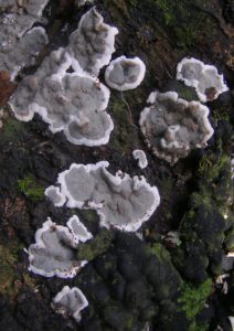 Tree Diseases: Brittle Cinder (Kretzchmaria deusta) - Iron Tree - Tree ...