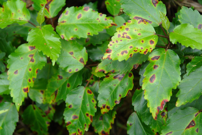 Tree Diseases: Bacterial Leaf Spot - Iron Tree - Tree Knowledge Base