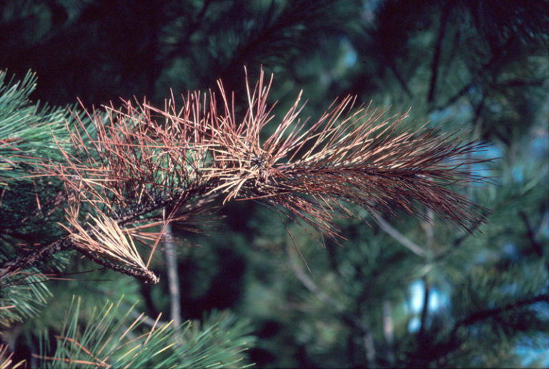 Tree Diseases: Scleroderris Canker of Conifers (Gremmeniella abietina ...