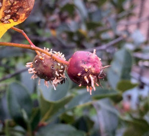 Spring Tree Care: Identifying Common Tree Diseases in Spring, Part 4 ...